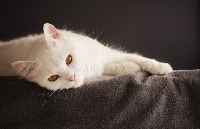 Gato que relaxa imagem de stock. Imagem de branco, adulto - 37810653