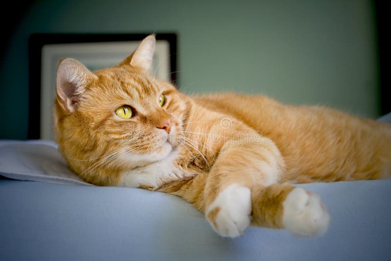 Gato Que Relaxa Em Uma Cama Imagem de Stock - Imagem de olhar, cama ...