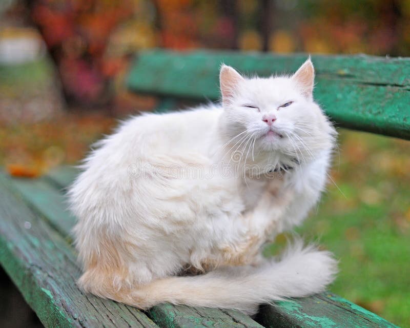 Gato que risca uma pata imagem de stock. Imagem de horizontal - 46093341