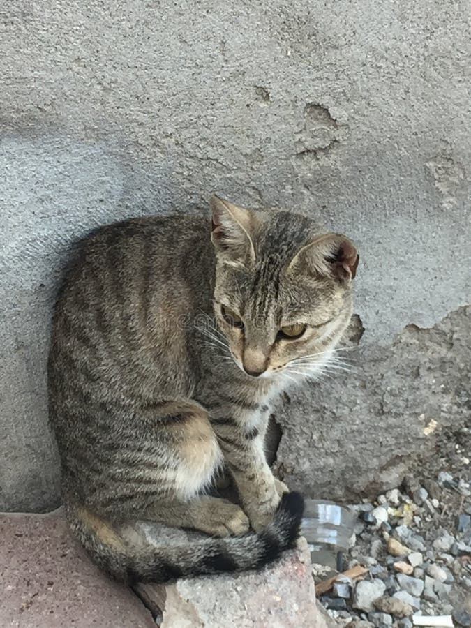 Gato árabe Fotos De Stock - Download 4,240 Fotos Libres de Derechos