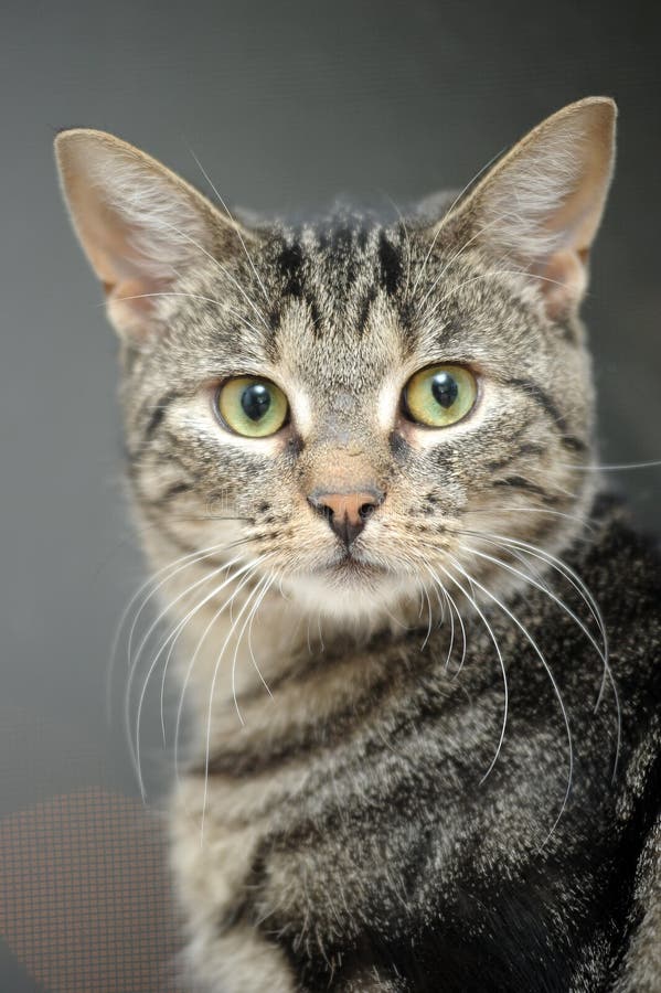 Gato rayado foto de archivo. Imagen de abajo, piel, hermoso - 27793474