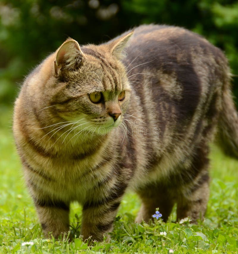 Gato rayado imagen de archivo. Imagen de nariz, hermoso - 31220651