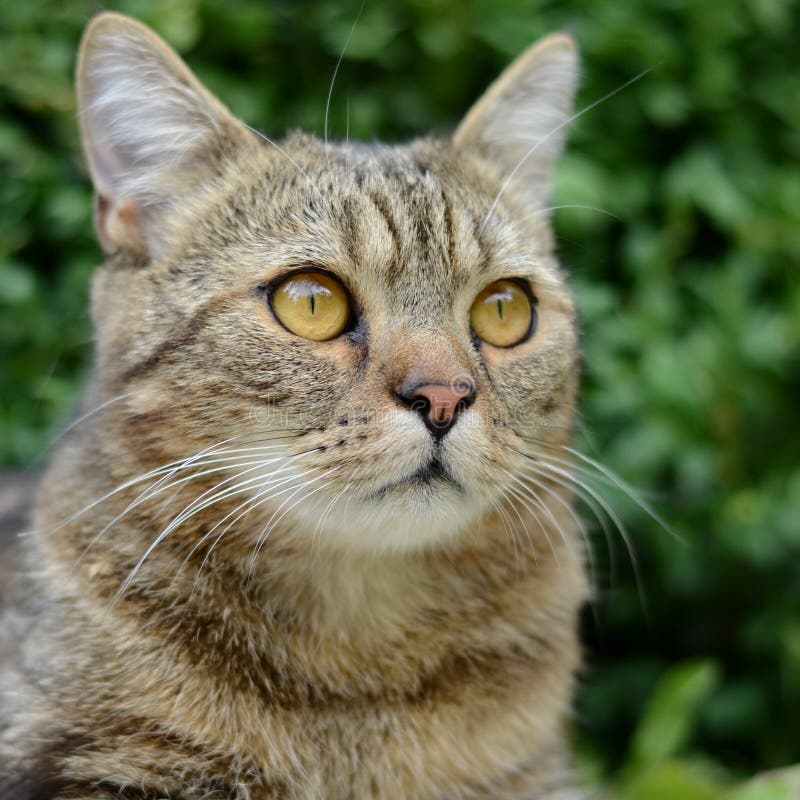 Gato rayado imagen de archivo. Imagen de nariz, hermoso - 31220651