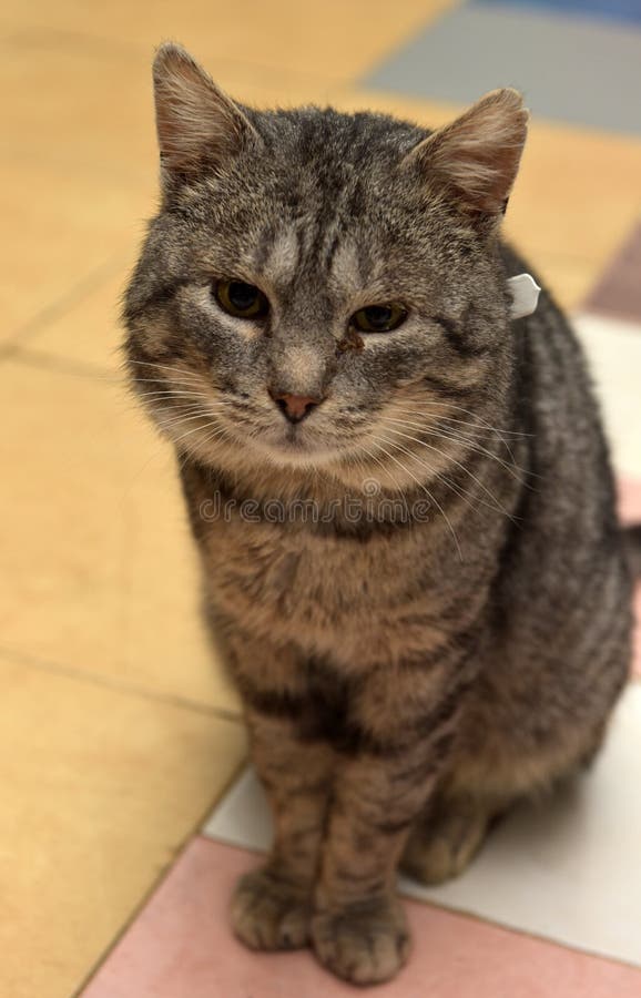 Gato rayado foto de archivo. Imagen de pista, melenudo - 64939670