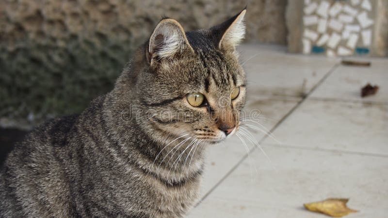 Gato rayado foto de archivo. Imagen de ojos, marco, agua - 85638376