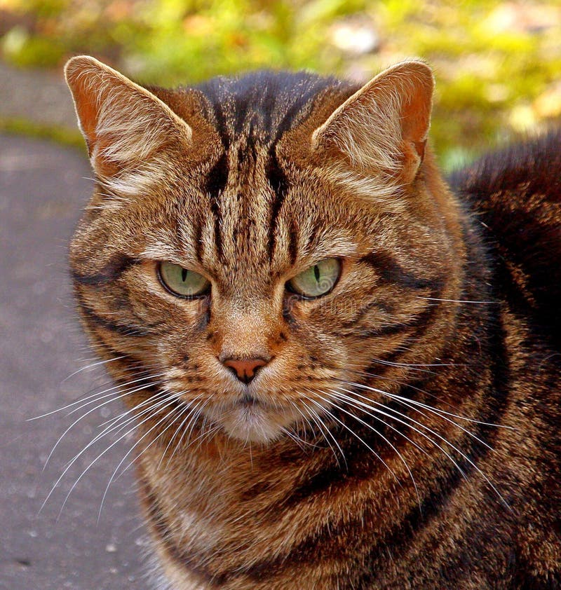 Gato Rayado Con Los Ojos Verdes Imagen de archivo - Imagen de gatito ...