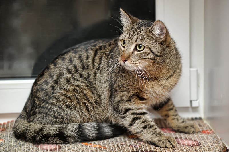 Gato rayado del shorthair foto de archivo. Imagen de retrato - 128075274