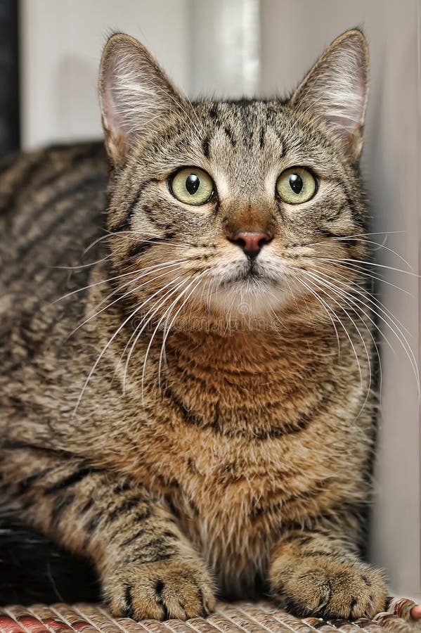 Gato rayado del shorthair imagen de archivo. Imagen de gatito - 128075311