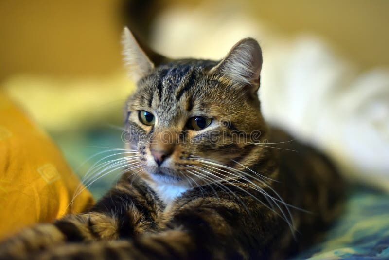 Gato rayado elegante imagen de archivo. Imagen de pata - 64944669