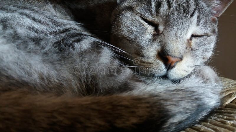 Gato Rayado Gris El Dormir Del Primer Foto de archivo - Imagen de ...