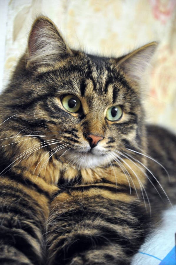 Gato Rayado Gris Grande Hermoso Imagen de archivo - Imagen de azul ...