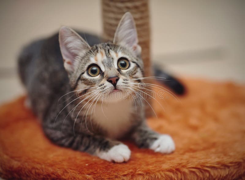 Gato Rayado Joven Con Los Ojos Marrones Imagen de archivo - Imagen de ...