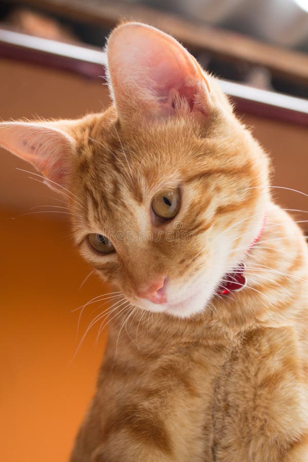 Gato rayado que mira abajo imagen de archivo. Imagen de hamaca - 86550537