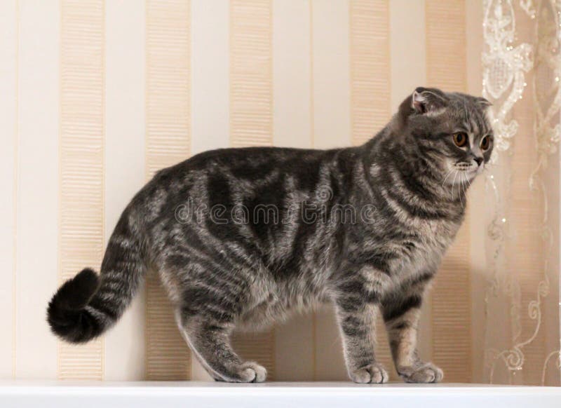 Gato a Rayas En Un Fondo Claro Gato Adorable Imagen de archivo - Imagen ...