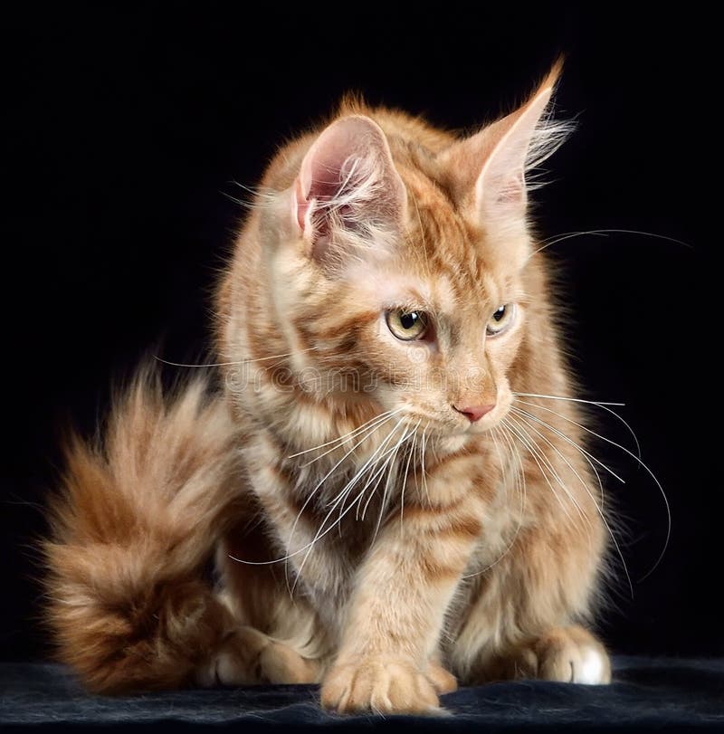 Gato Raza - Maine Coon imagen de archivo. Imagen de casta - 42857207