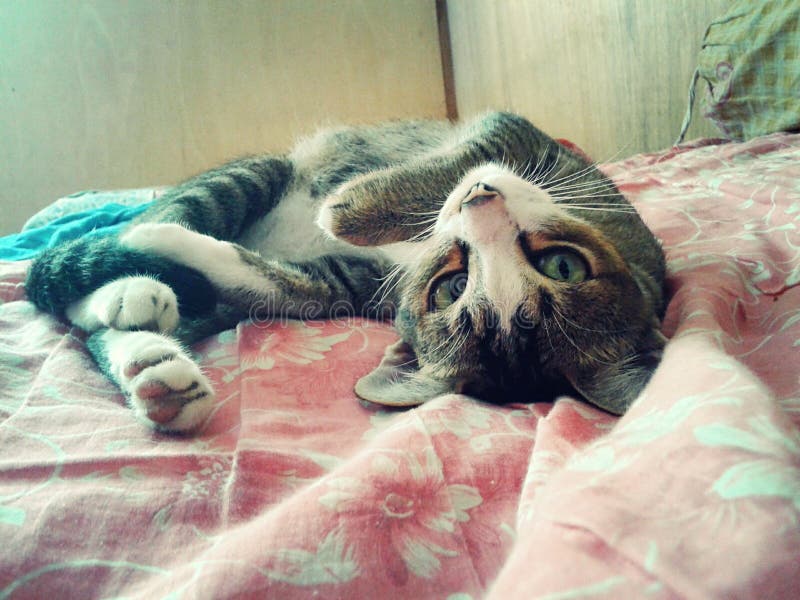 Gato real foto de archivo. Imagen de lindo, familia - 109448342