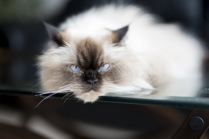 Gato real imagen de archivo. Imagen de blanco, sentada - 41915773