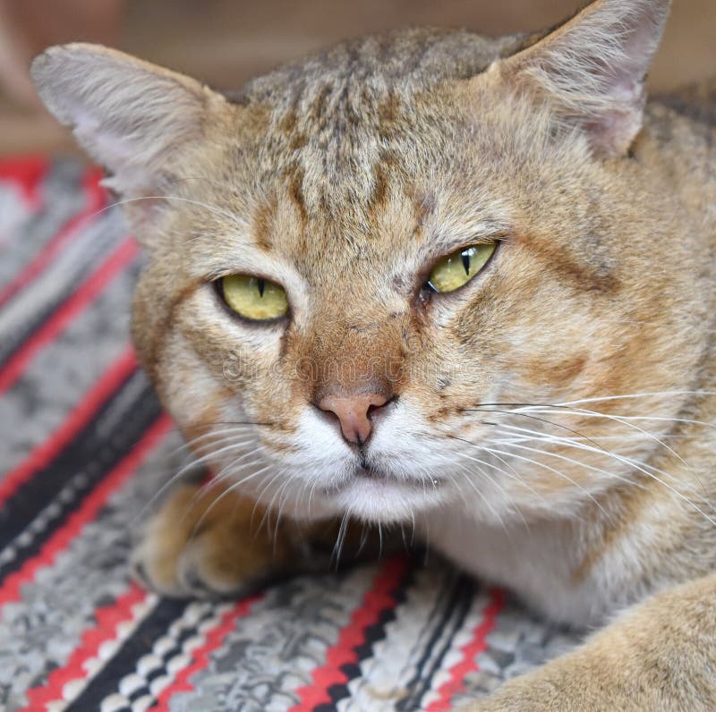 Gato rechoncho foto de archivo. Imagen de adorable, italia - 30926200