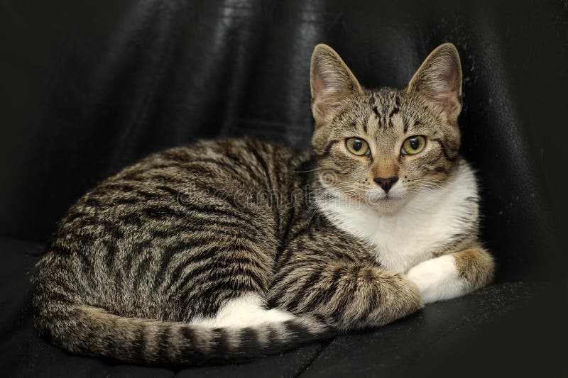 Gato riscado e branco imagem de stock. Imagem de gatos - 183881615