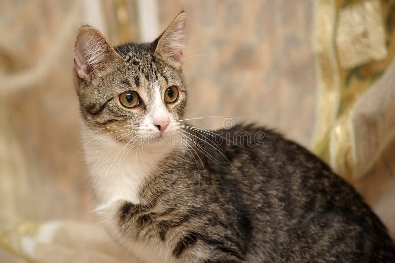 Gato riscado e branco imagem de stock. Imagem de frente - 183881777