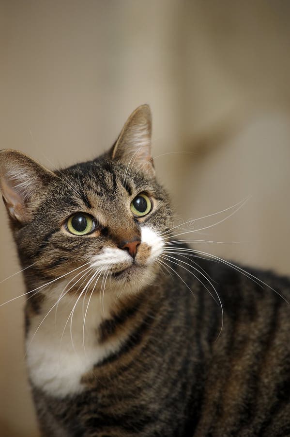 Gato riscado e branco foto de stock. Imagem de macio - 183881988