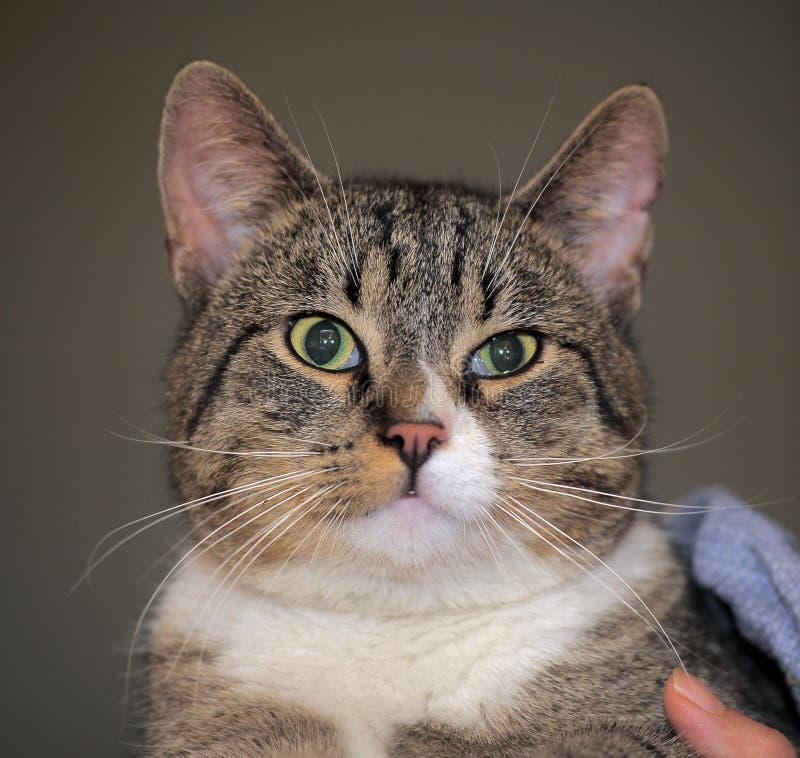 Gato riscado e branco foto de stock. Imagem de gatos - 183882038