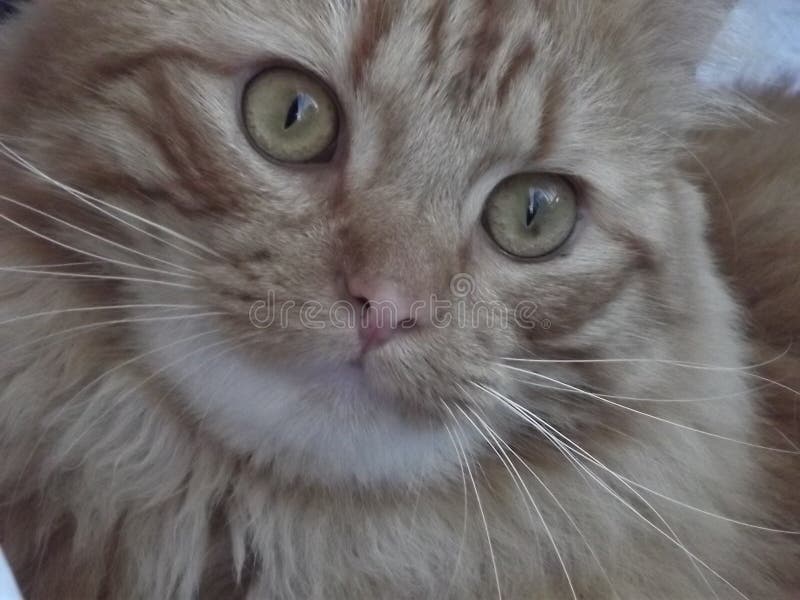 Gato rojo foto de archivo. Imagen de bozal, favorito - 102340796