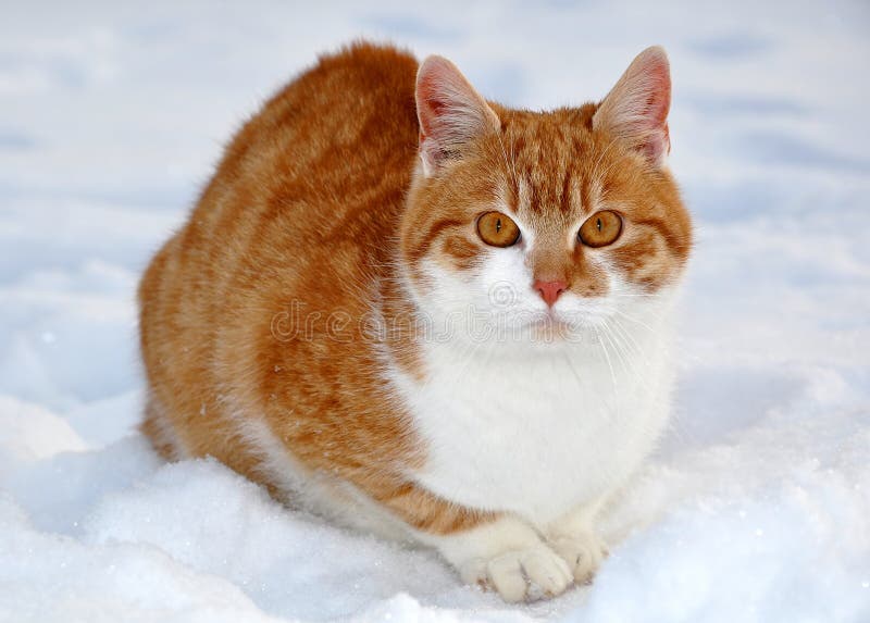Gato rojo imagen de archivo. Imagen de animal, piel, helada - 17753463