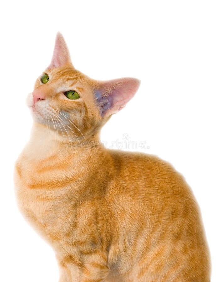 Gato rojo foto de archivo. Imagen de sentada, rojo, aislado - 3213836