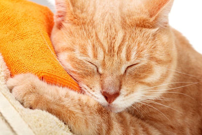 Gato rojo. foto de archivo. Imagen de gatito, fondo, beso - 35582538