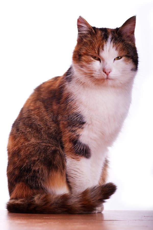 Gato rojo imagen de archivo. Imagen de aislado, animal - 49622203