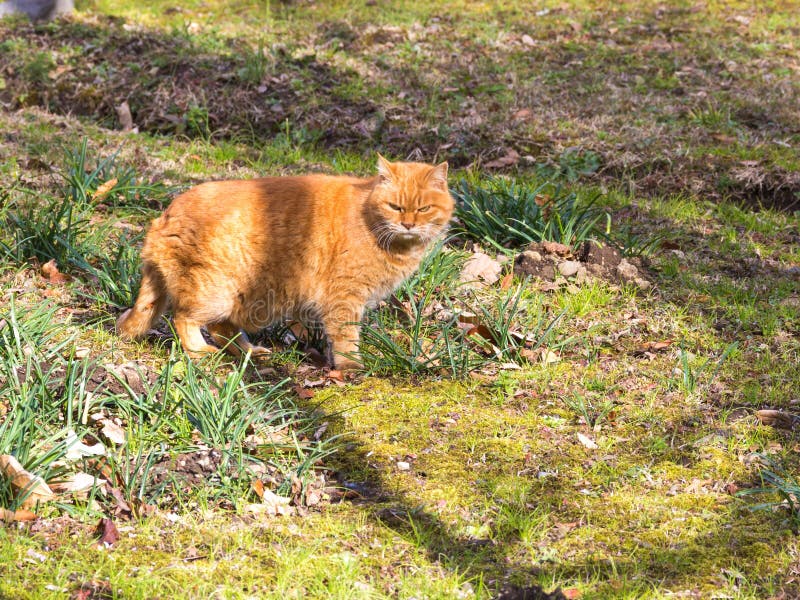 Gato rojo imagen de archivo. Imagen de doméstico, amor - 50683209