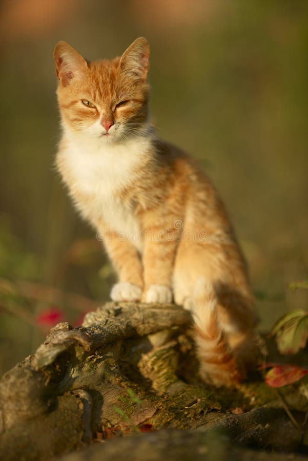 Gato rojo foto de archivo. Imagen de fondo, ronroneo - 61447878
