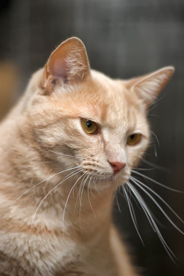 Gato rojo claro imagen de archivo. Imagen de miedo, piel - 40084609