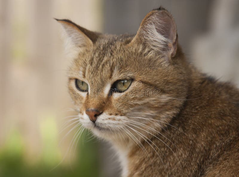 Gato Rojo Que Parece Atento En La Distancia Foto de archivo - Imagen de ...