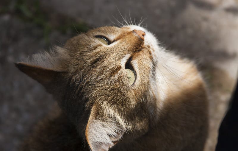 Gato Rojo Que Parece Atento En Presa Foto de archivo - Imagen de verdes ...