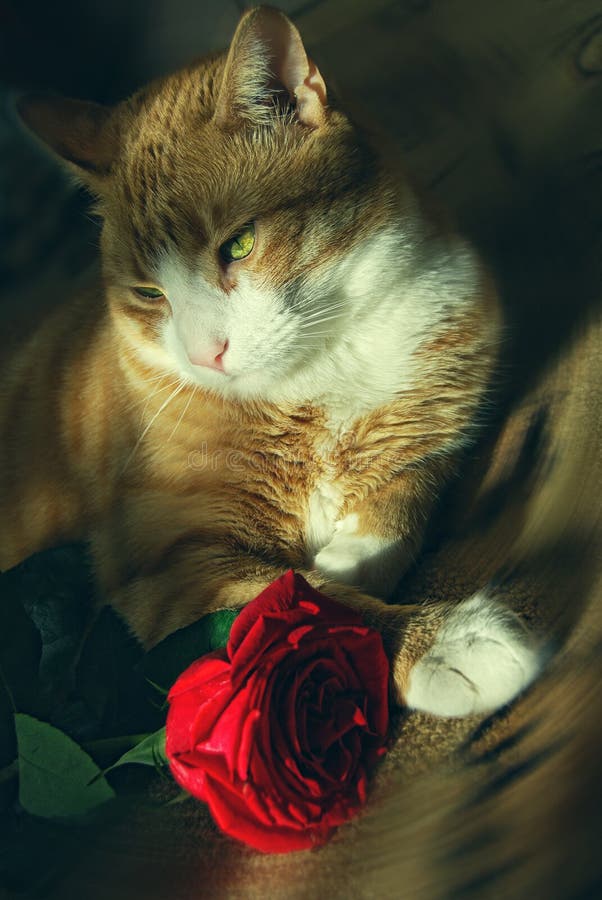 Gato Con Una Rosa Roja Y Un Corazón Rojo Foto de archivo - Imagen de ...