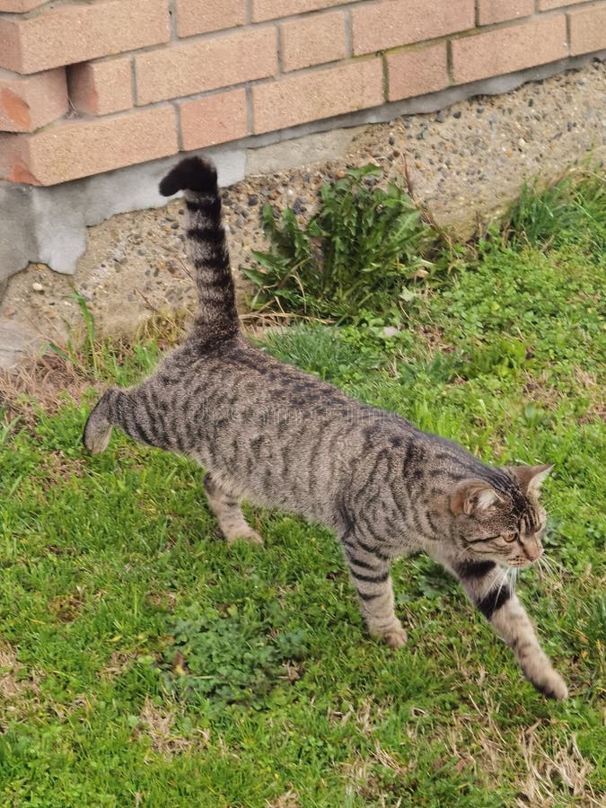 1,767 Gato Romano Fotos - Libres de Derechos y Gratuitas de Dreamstime