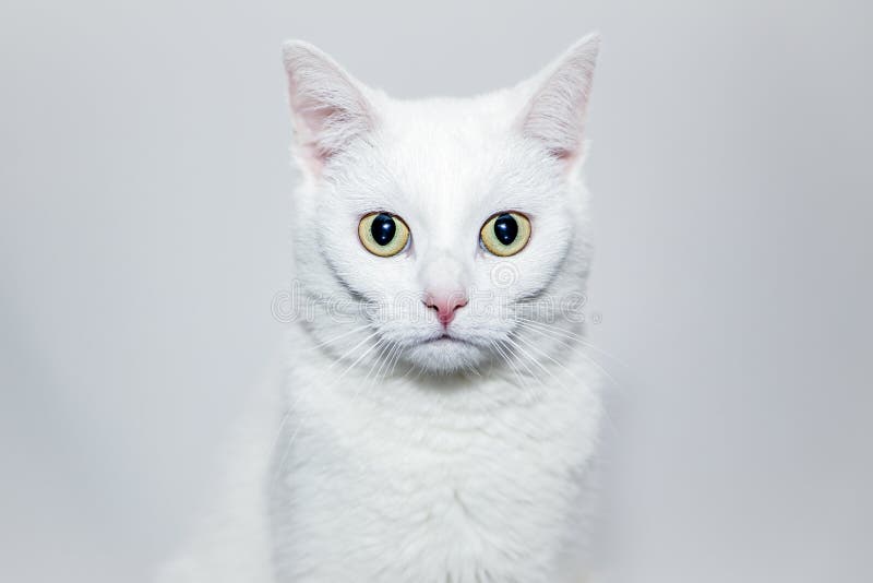 Gato sério imagem de stock. Imagem de verde, animal, branco - 29131869