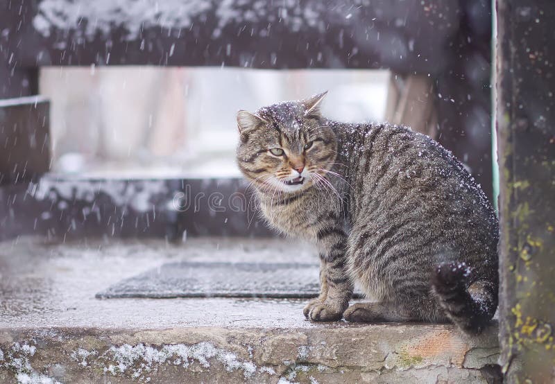 Gato Sentado En El Umbral De La Nevada Imagen de archivo - Imagen de ...