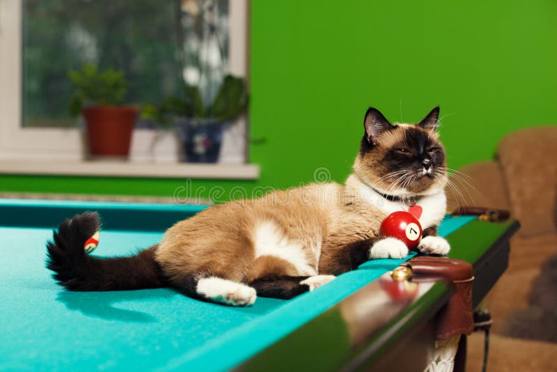 Gato Siamese foto de stock. Imagem de lazer, ruptura - 31433508