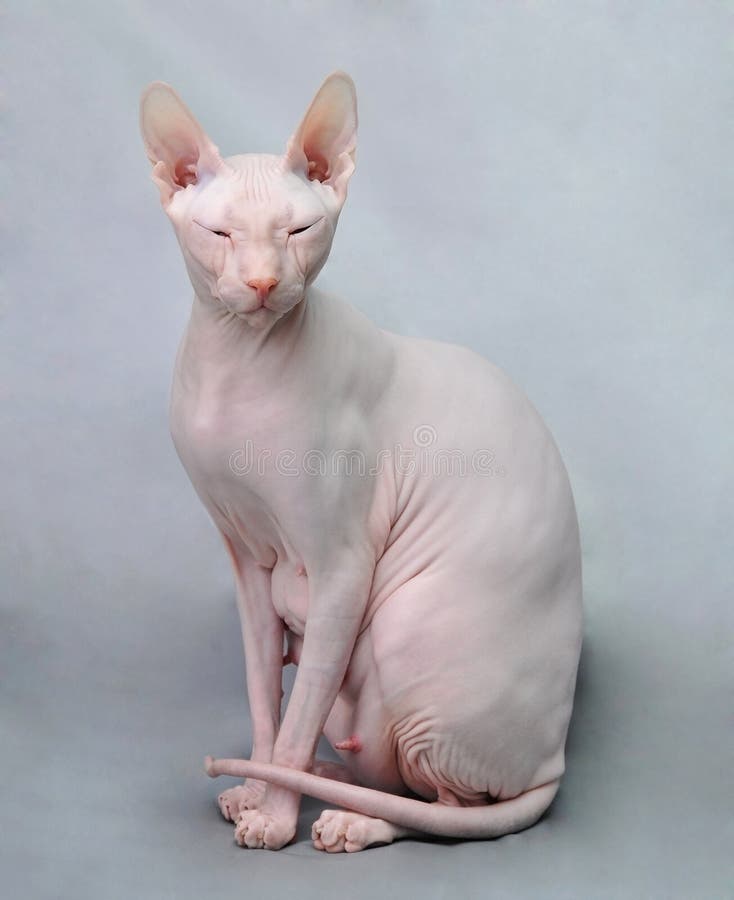 Gato sin pelo de Sphynx foto de archivo. Imagen de lindo - 54767746
