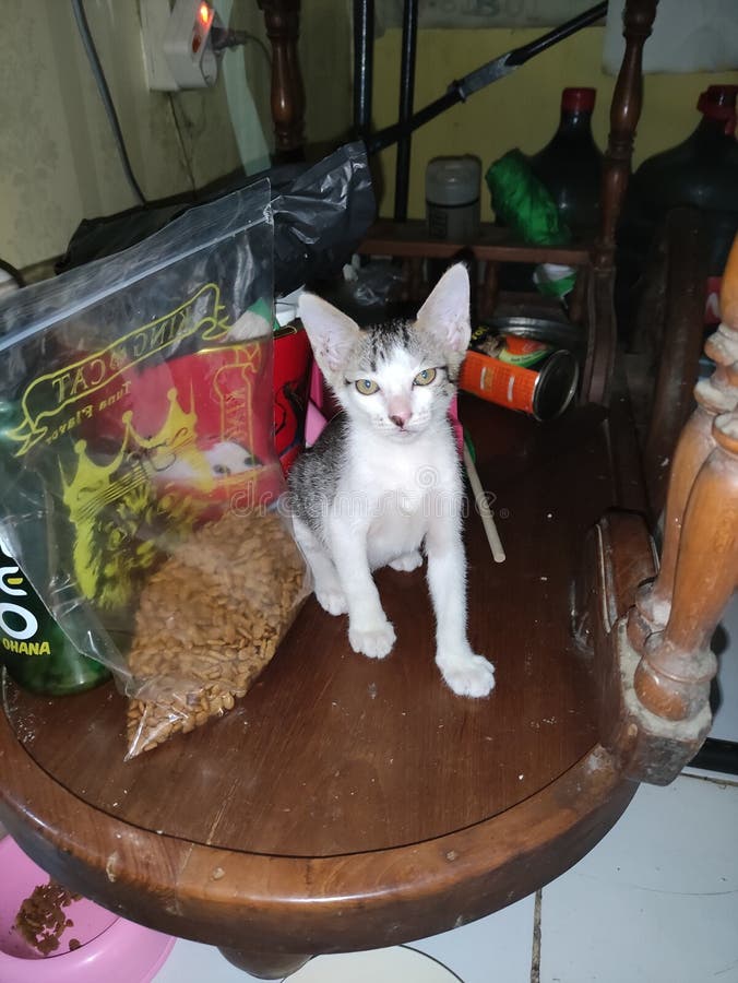 Gato Travieso Intenta Robar Comida Para Gato Foto de archivo editorial ...