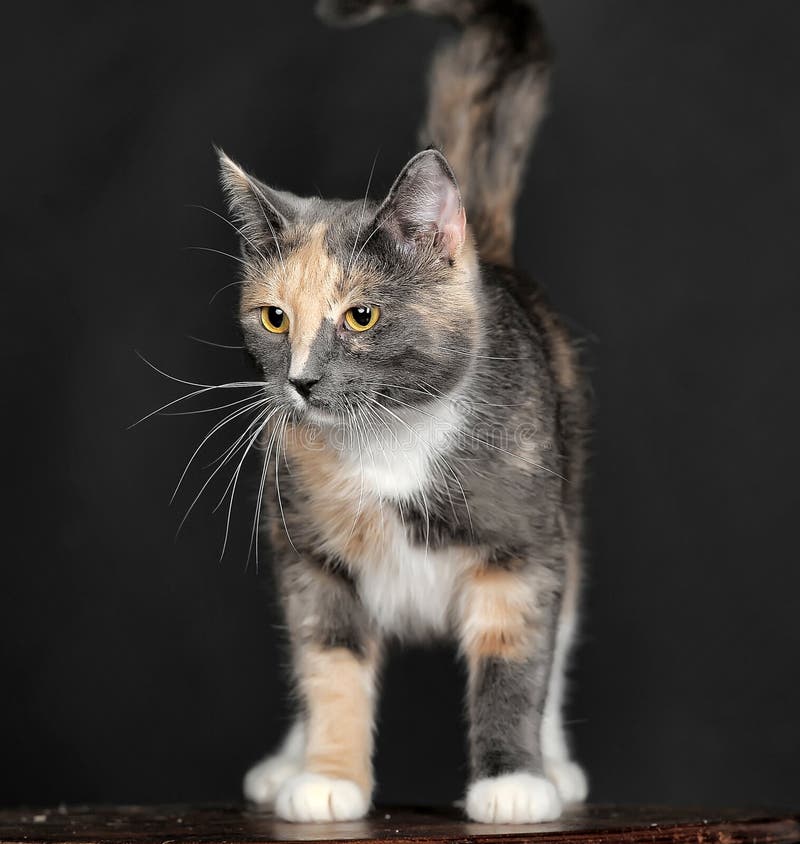 Gato tricolor hermoso imagen de archivo. Imagen de color - 35731795