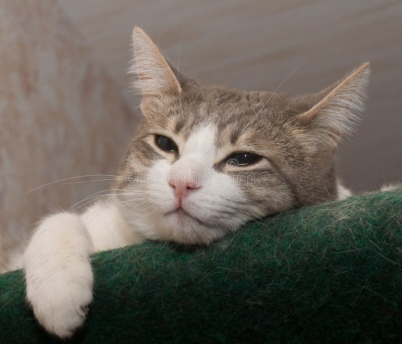 Gato triste foto de archivo. Imagen de animal, blanco - 11575862