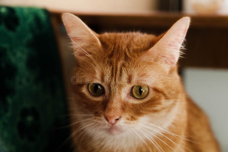 Gato triste foto de stock. Imagem de gato, gengibre, olhares - 59674046