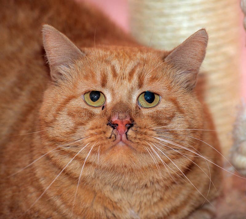 Gato triste foto de archivo. Imagen de animal, casero - 34732852