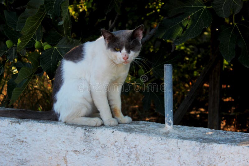 Gato tuerto imagen de archivo. Imagen de joven, adorable - 108950891