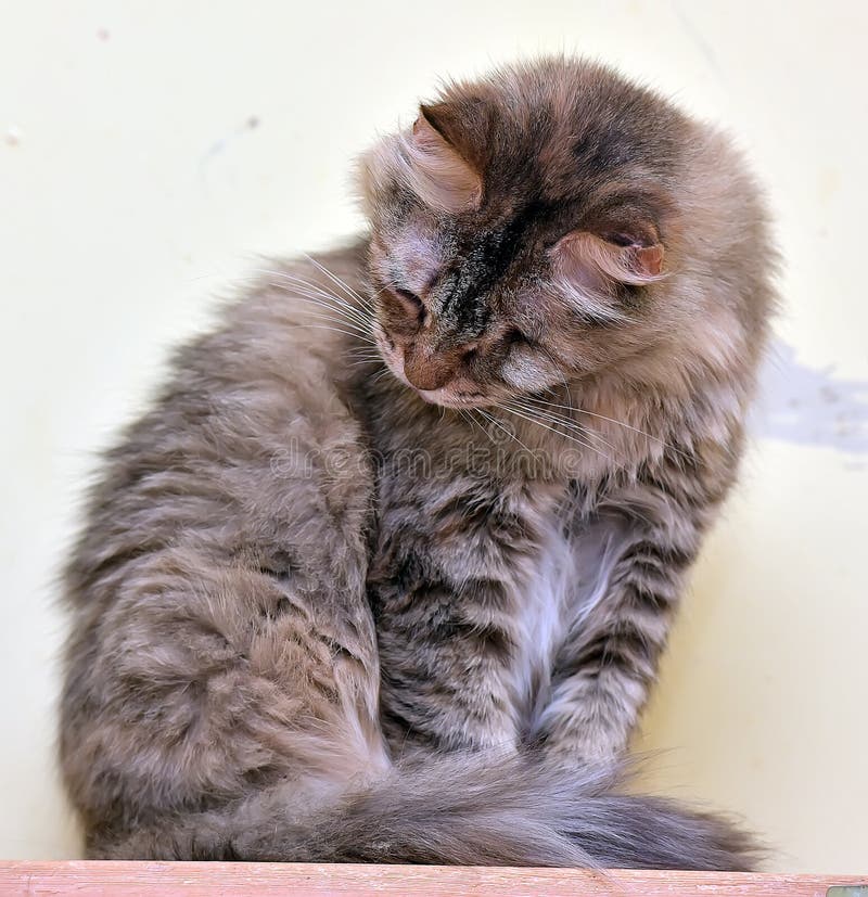 Gato tuerto foto de archivo. Imagen de prado, gatito - 131988364