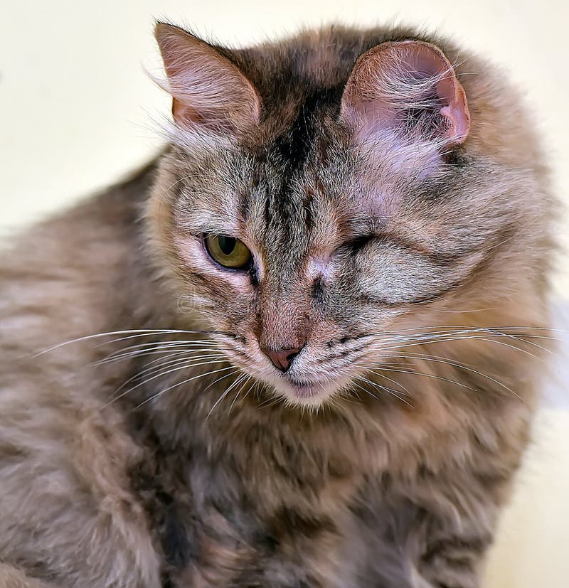 Gato Tuerto Fotos De Stock - Download 185 Fotos Libres de Derechos